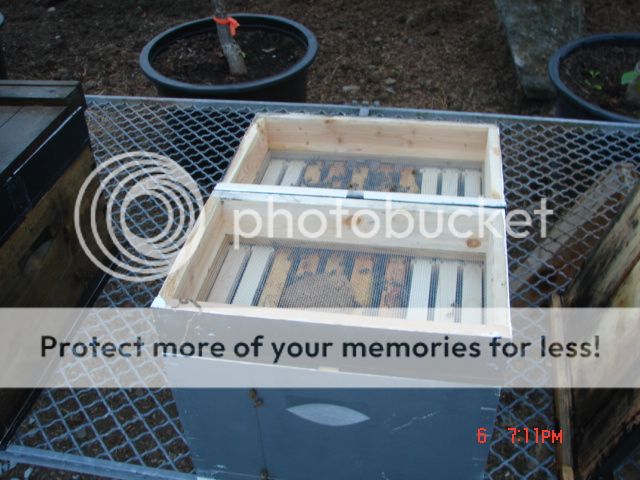 How I plan on overwintering 40 mating nucs on mini frames | Beesource Beekeeping Forums